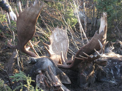 What I Think: Remains of a Moose Battle in Northwestern Ontario