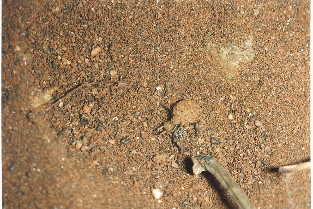 Discovering Life: An ant lion larvae