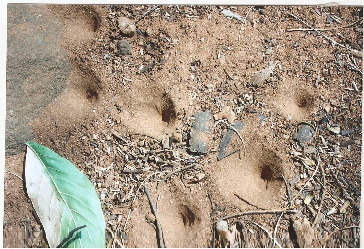 Discovering Life: An ant lion larvae