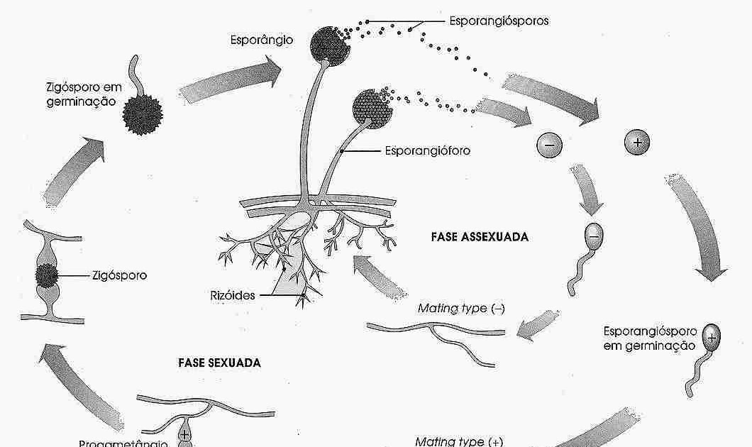 Blog Vivo: Reprodução dos Zigomicetos