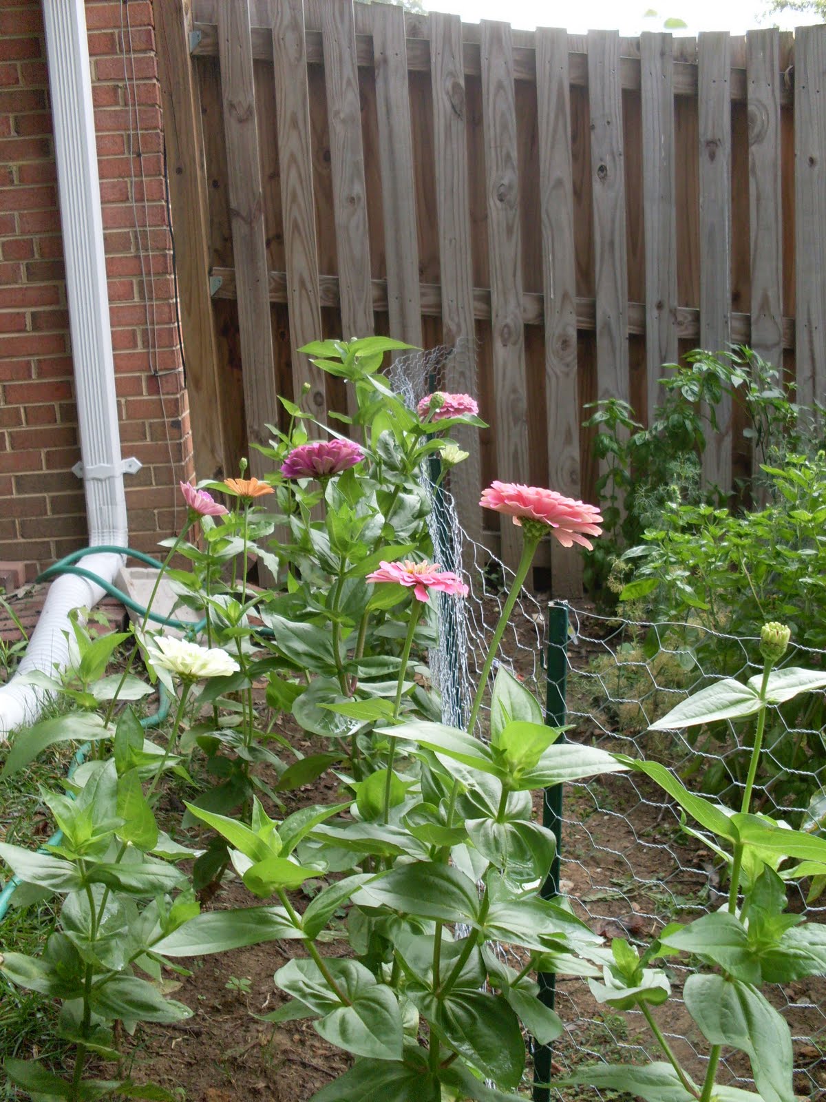 Bizarre Gardening Accident
