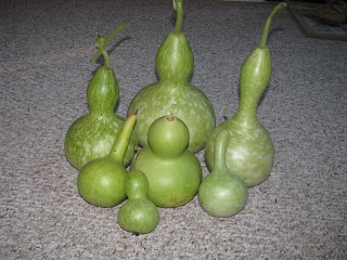 In the Garden: Gourd Drying Novice