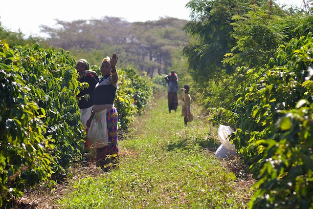 Village Chicken: Coffee: from field to cup