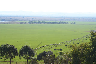Village Chicken: Coffee: from field to cup