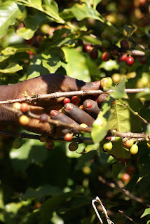 Village Chicken: Coffee: from field to cup