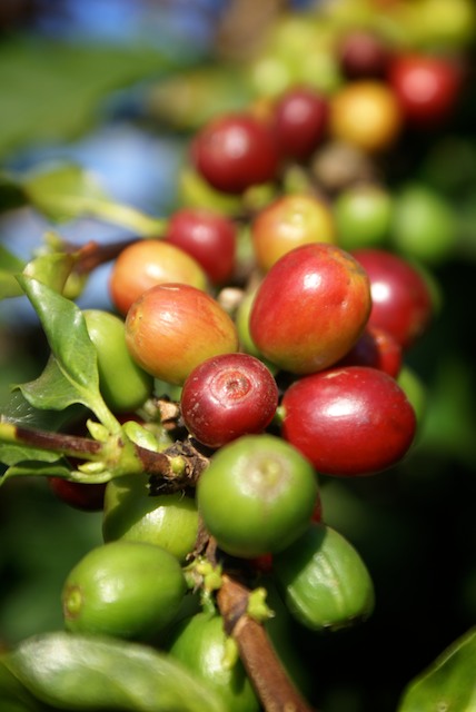 Village Chicken: Coffee: from field to cup