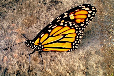 El Bable: Papalote : El fuerte simbolismo de la mariposa entre los ...