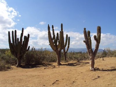 El Bable: La Ribera en Cabo del Este, Baja California Sur