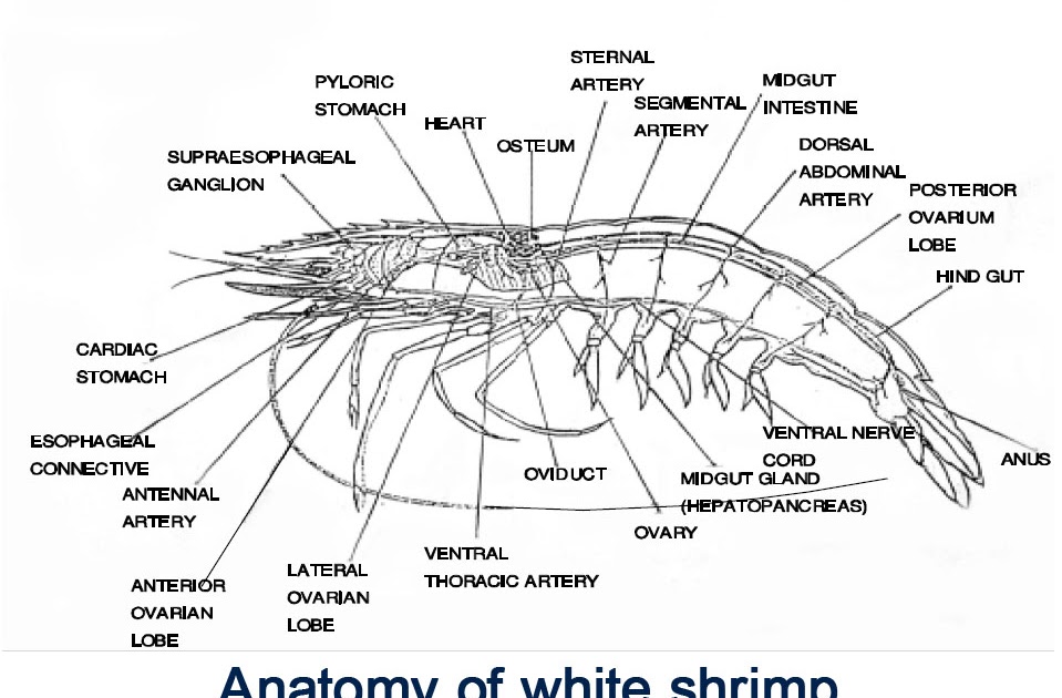 Creating a Foodie: an honest-to-goodness kitchen experience: Learning ...