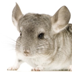 How to take care of your pets: Chinchillas