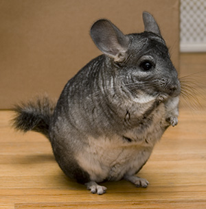 How to take care of your pets: Chinchillas