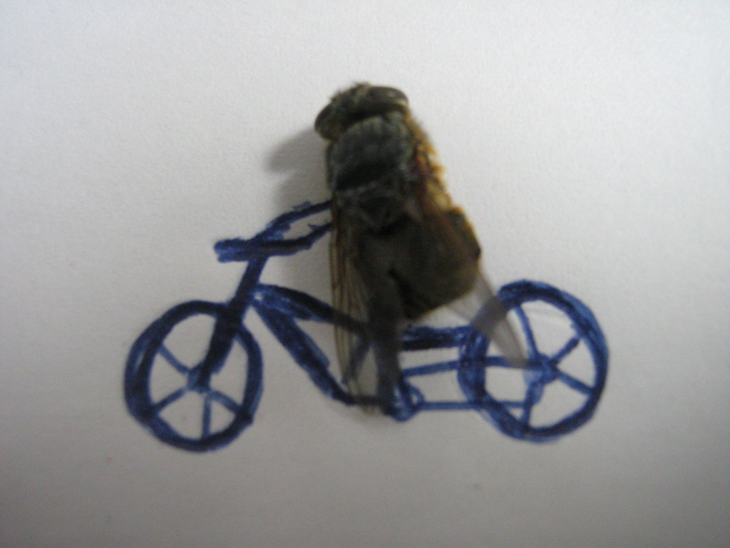 Room11: Dead Fly Art