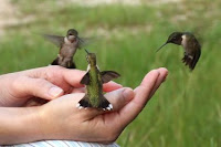 Spot's Corner: Hand feed Hummingbirds