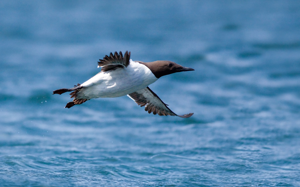 The Malvern Birder: RSPB Bempton Cliffs