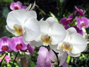 Kembang-Kembang Wangi: mengenal macam-macam bunga & negara asalnya