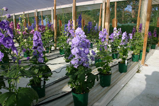 Delphiniums Down Under