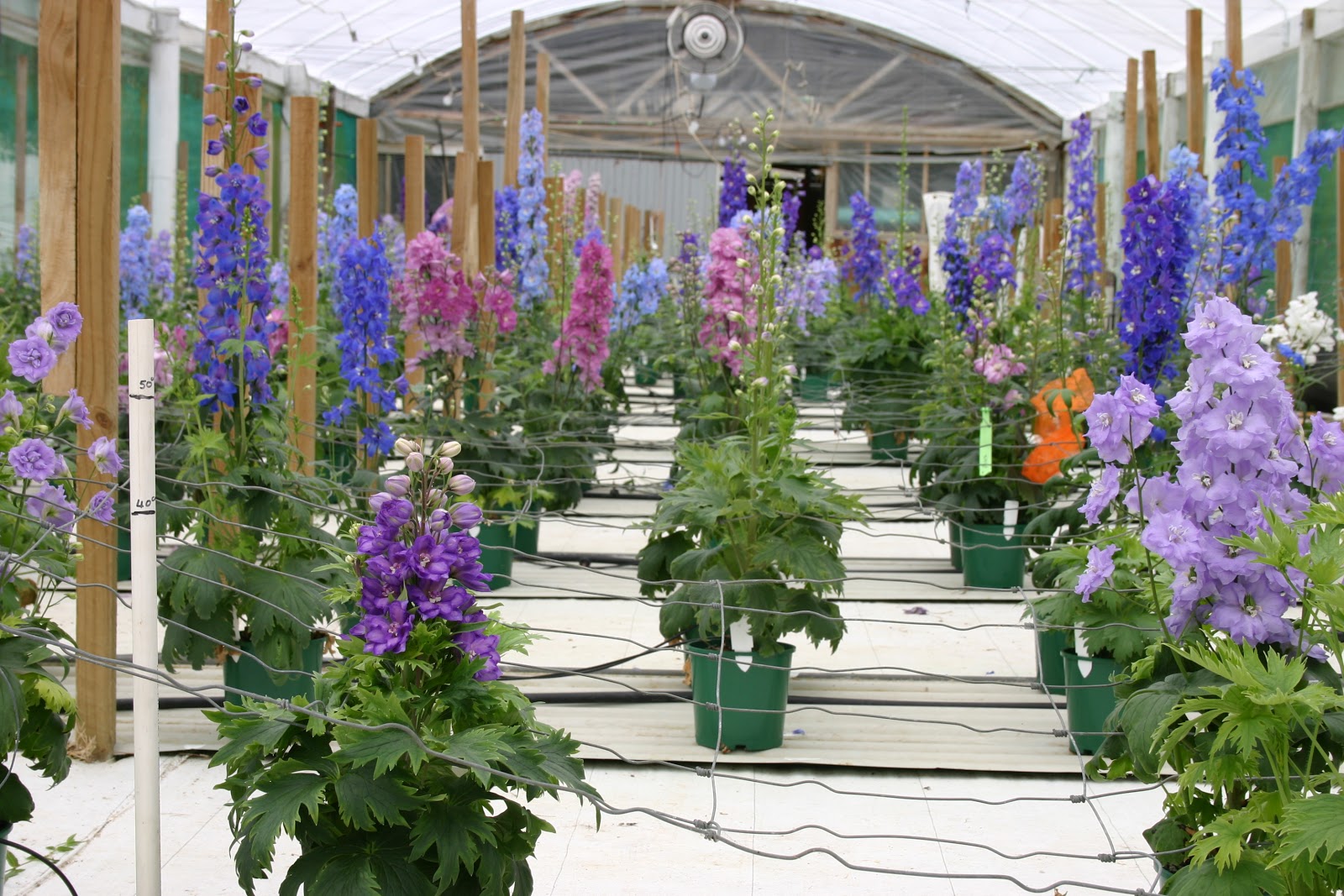 Delphiniums Down Under