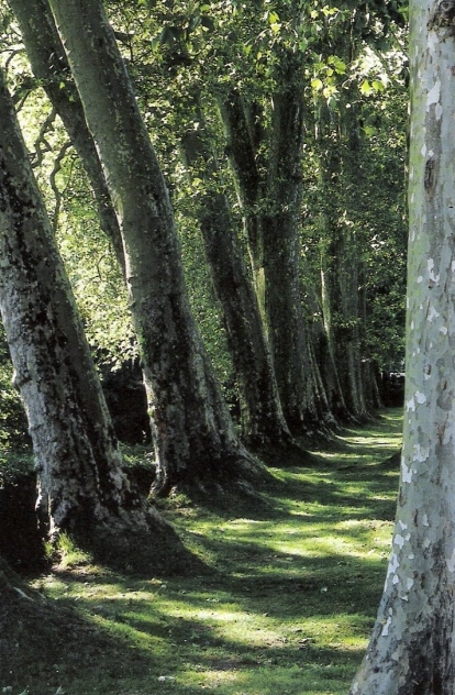 linenandlavender.blogspot.com: Nature's Cathedral