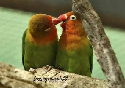 Animali come amici: amici inseparabili