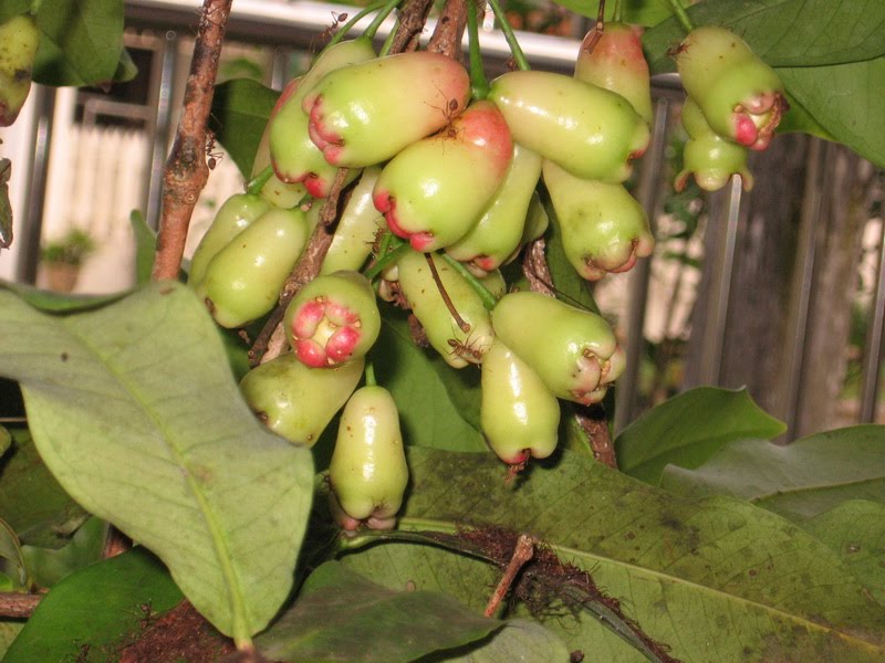 my walk with food and beautiful plants and flowers: Water guava: Jambu ...