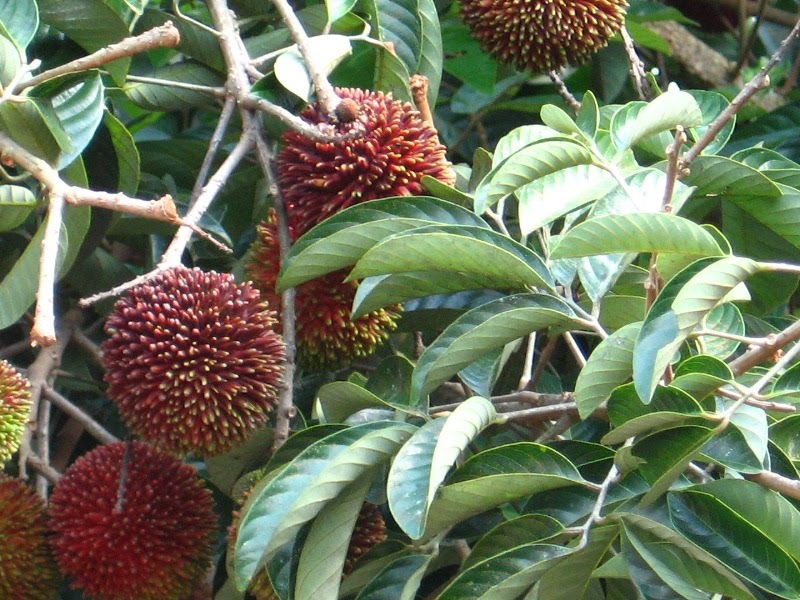 my walk with food and beautiful plants and flowers: Sibu aka Sibau fruit