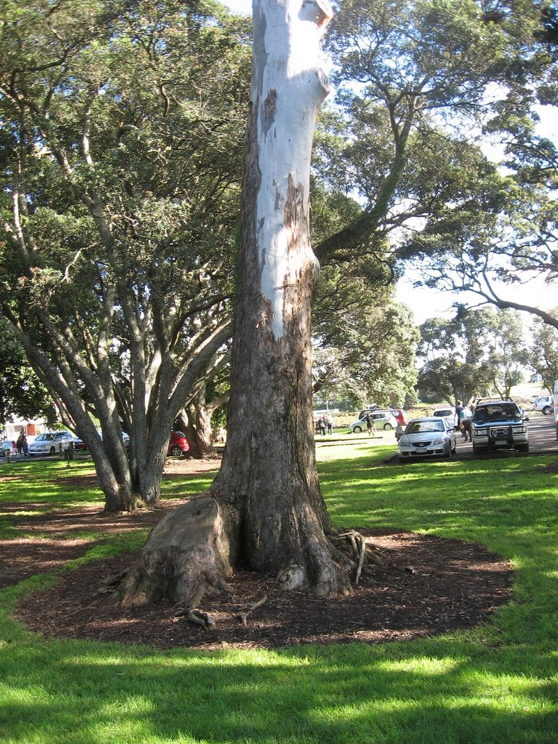 my walk with food and beautiful plants and flowers: Happy Birthday B.E.