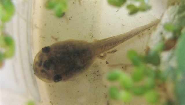 The Nature In Us: Update and Release of Tree Frog Tadpoles