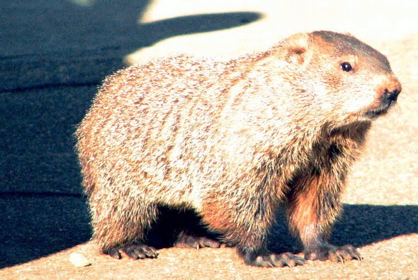 The Nature In Us: 10 Things To Know About Groundhogs