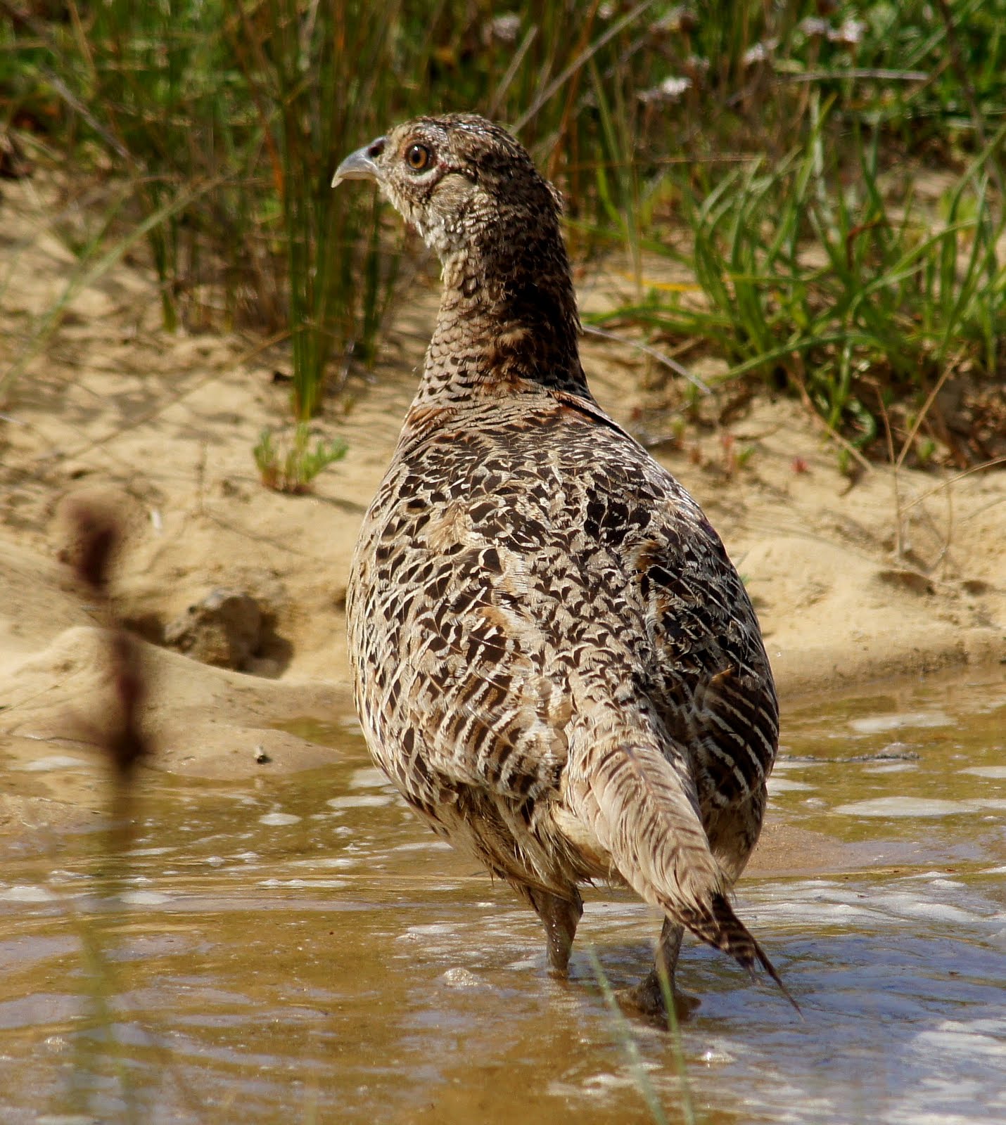 NO SIN MIS PRISMÁTICOS: FAISÁN VULGAR (Phasianus colchicus)