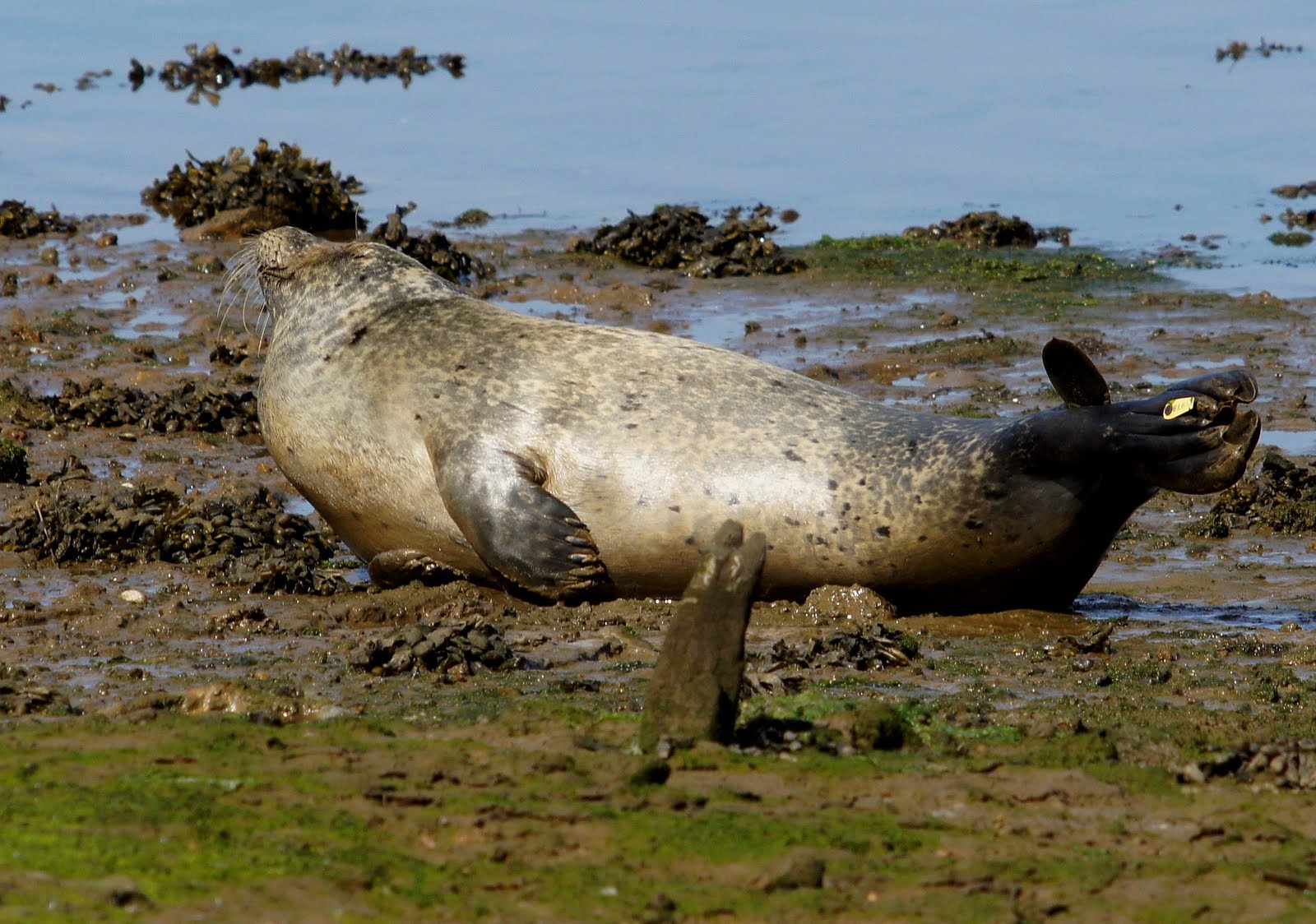 NO SIN MIS PRISMÁTICOS: FOCA MOTEADA (Phoca vitulina) EN ASTILLERO