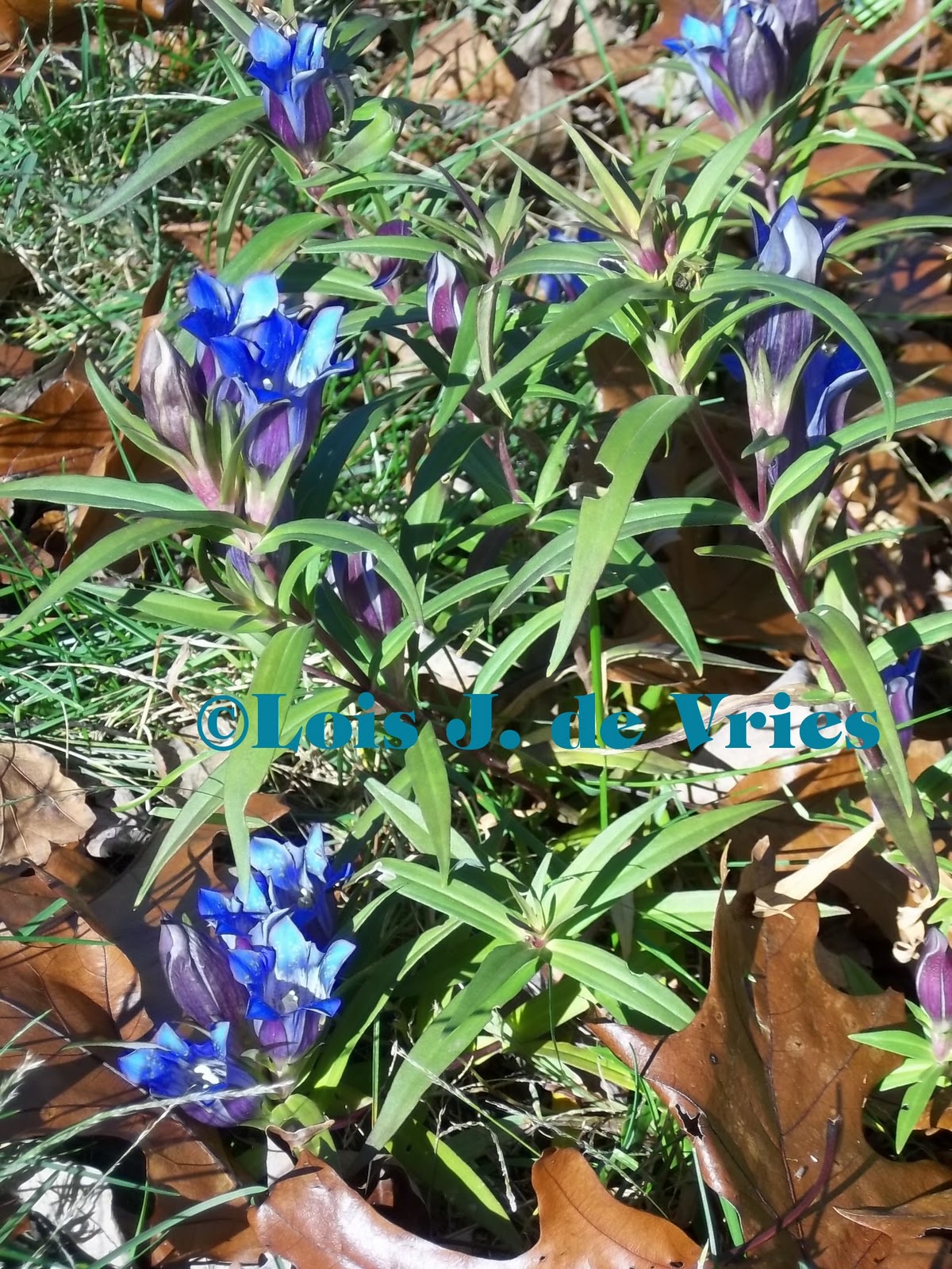 Gentian for Easy Fall Garden Color