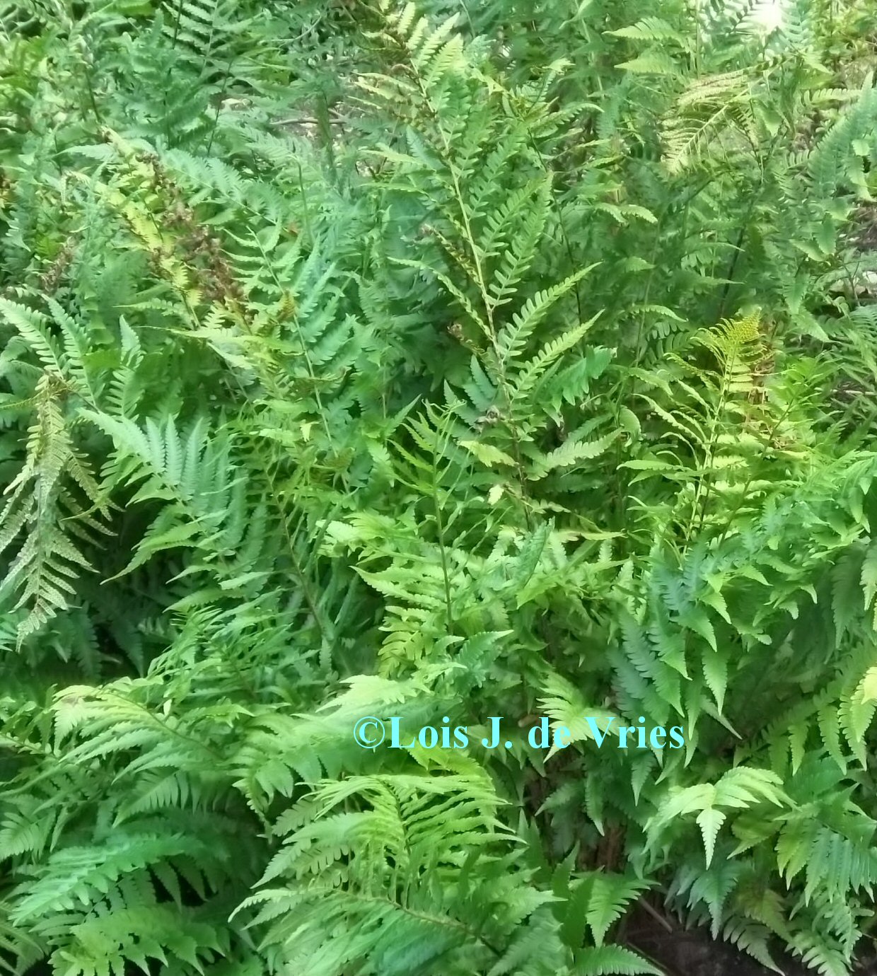 Four Ferns To Foil Deer In The Garden