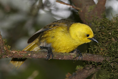 Save The Clutha: Ecology