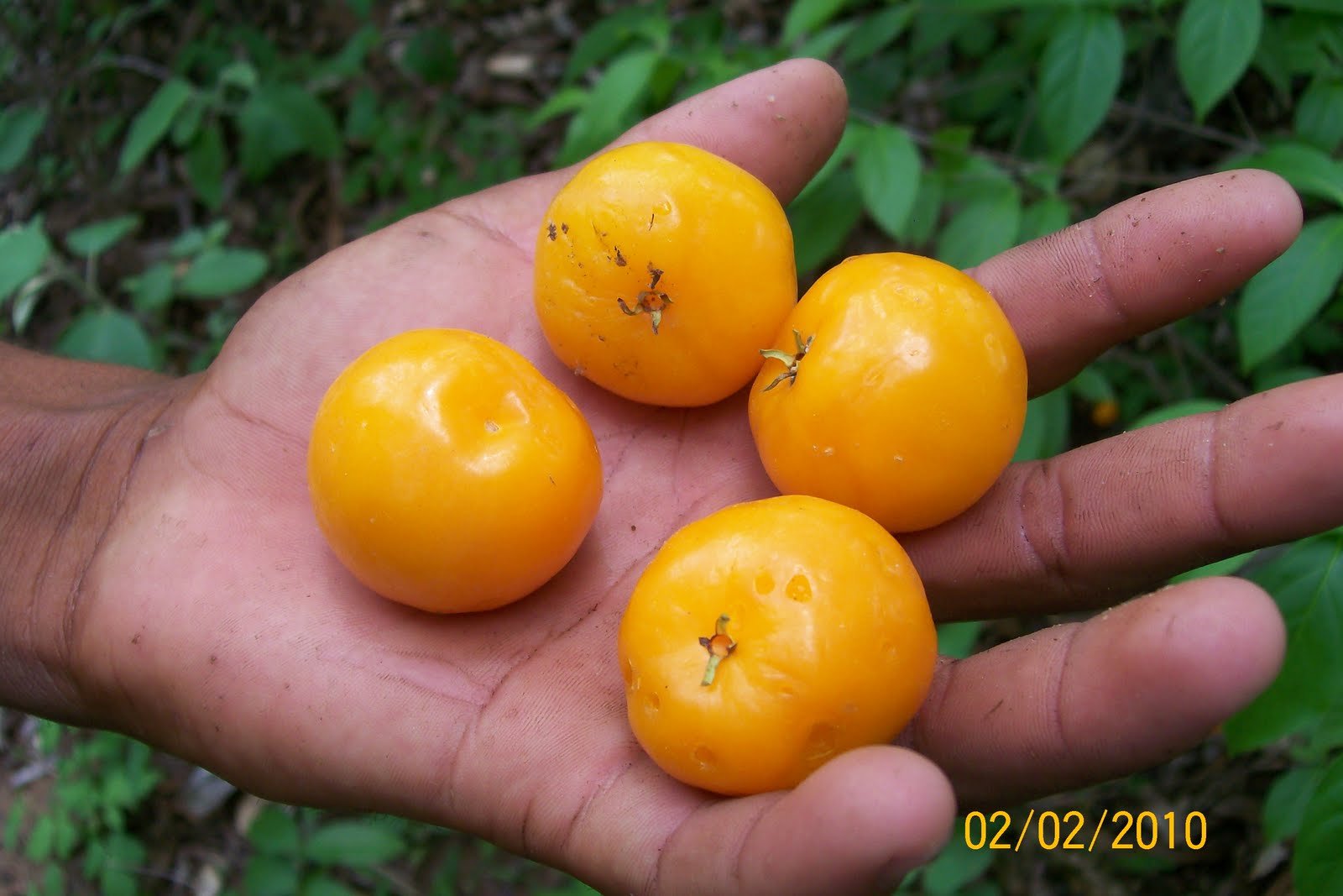 Flora-Fauna-Fagundense: Ubaia