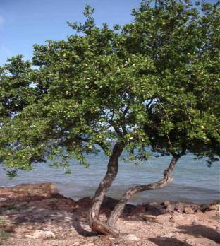 LOS MANGLES: los manglares