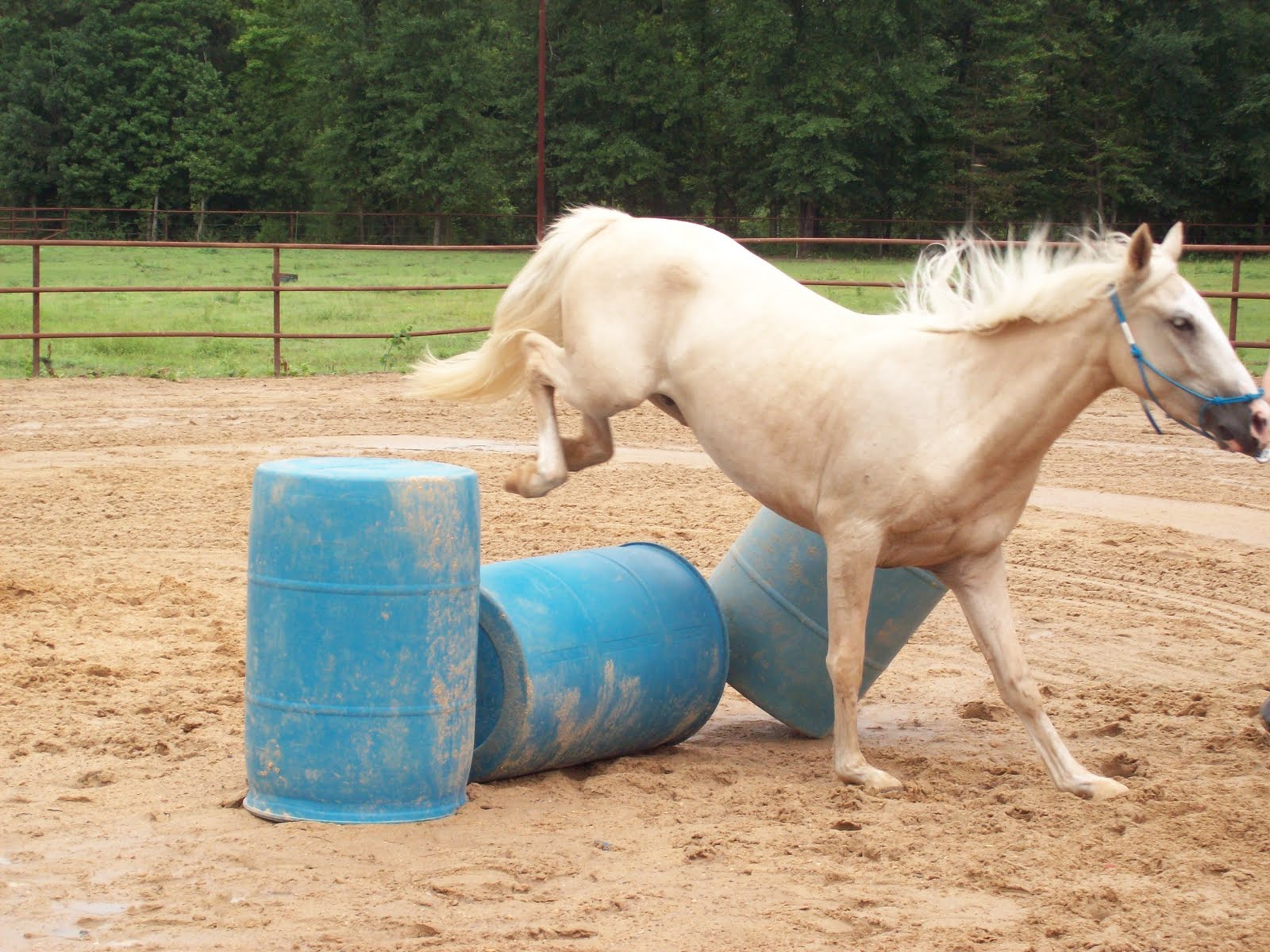 Walk of the Wild Horse: Jumping pictures