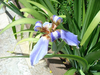 Neomarica Caerulea - Falsa Íris Azul