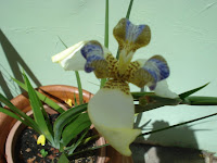 Neomarica Caerulea - Falsa Íris Azul