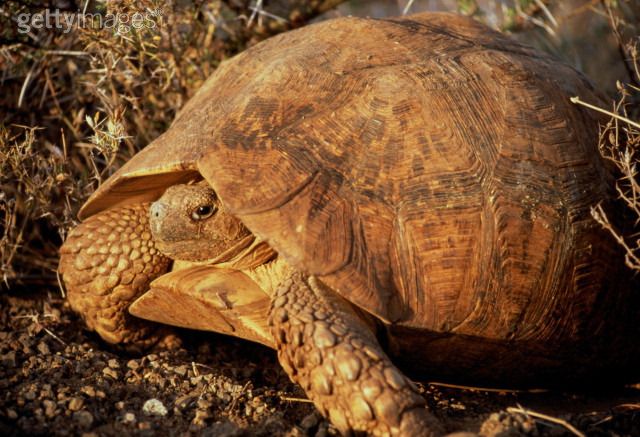 Testudines: Zoologia dos Testudines