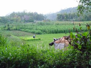 Our Tradition for New Generation (Hela Goviya) හෙළකම් රජකරවන සමාජයක් ...