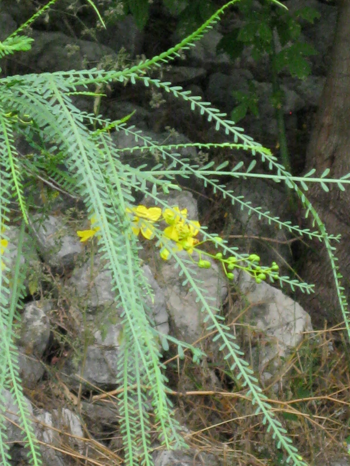 Houses Gardens People: Tree Stalker: A Jerusalem Thorn Blooms Near The ...