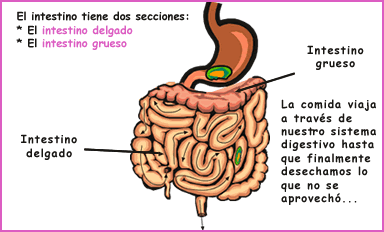 Agi kemeny: Jugo pancreático, jugo intestinal y bilis.