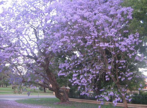 Poems and Quotes : A Jacaranda Tree.