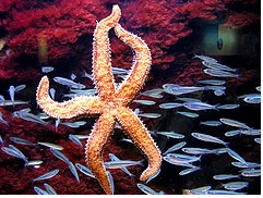 Everything You Need To Know About Fish Aquariums: Aquarium Fish Basics