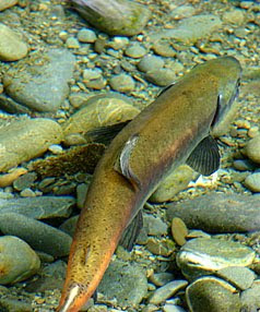 Utah Fly Fishing Tips and Photos Guide Services: Flaming Gorge Trophy ...