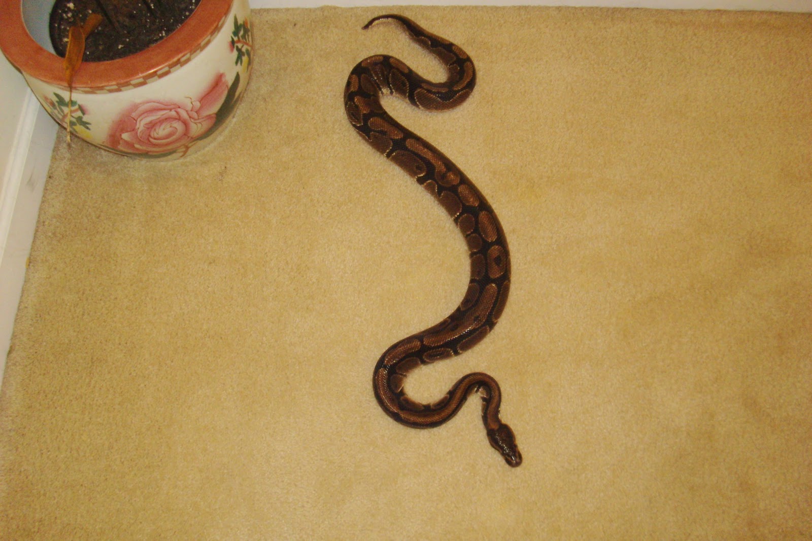 Southside VA Central NC Reptile Rescue: 4 foot Ball Python