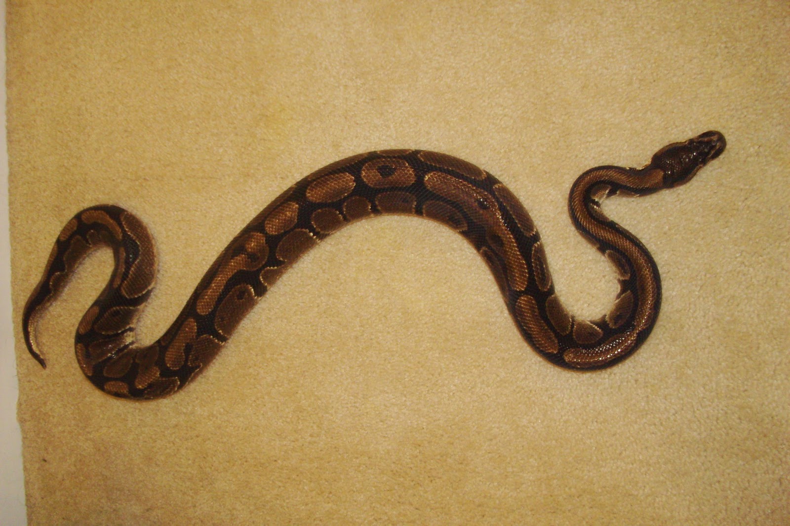 Southside VA Central NC Reptile Rescue: 4 foot Ball Python