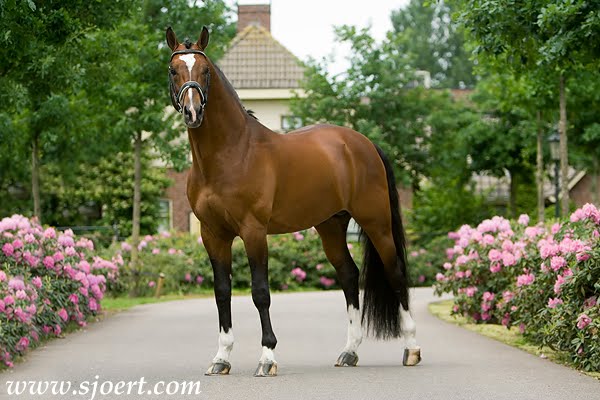 Tudo sobre Cavalos: Qual a diferença entre jumento, mula, burro, jegue ...