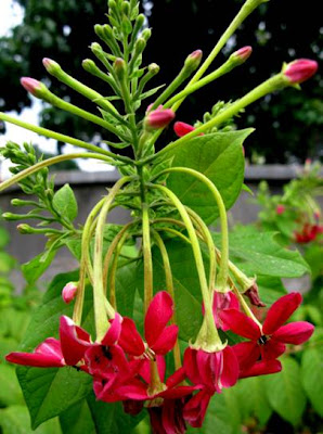 Eye in the Sky: Padada Blooms and its Mouth Watering Gastronomy