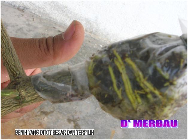 D' MERBAU LIMAU NIPIS: PENJUALAN BENIH